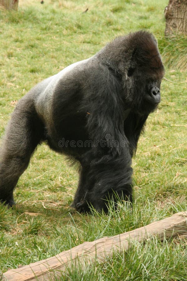 Back silver gorilla stock image. Image of walking, grand - 4860579