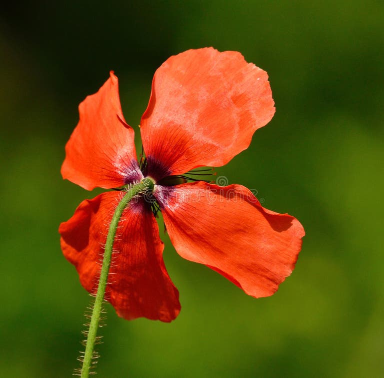 Back of singular red poppy stock photo. Image of bloom - 51714646