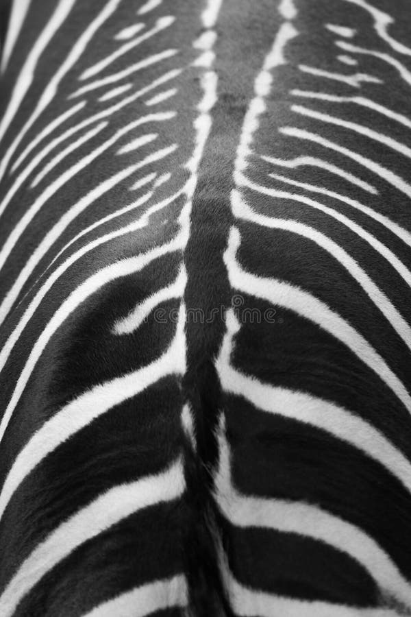 Back Skin Line Zebra Texture Stock Photos - Free & Royalty-Free Stock ...