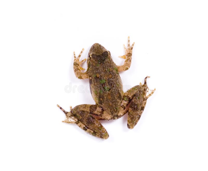 Back of small toad stock photo. Image of wildlife, eyes - 2357908