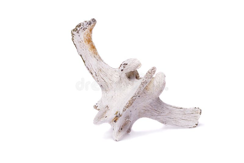 Back spine bone of sheep stock photo. Image of beast - 26827248