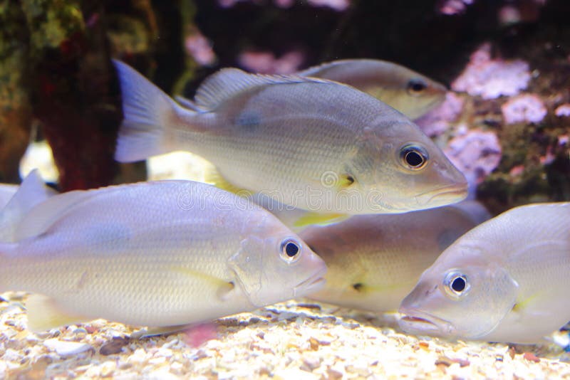 Back Spotted Snapper Stock Photos - Free & Royalty-Free Stock Photos ...