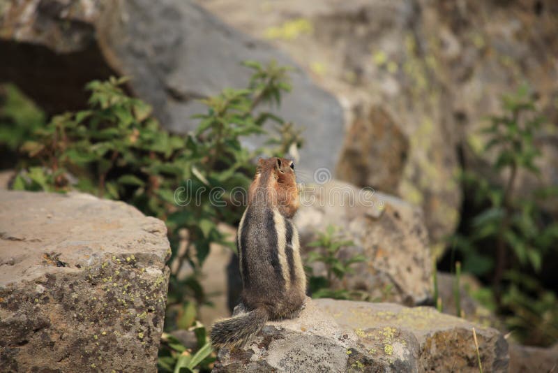 Back of a squirrel stock image. Image of wild, green - 148204317