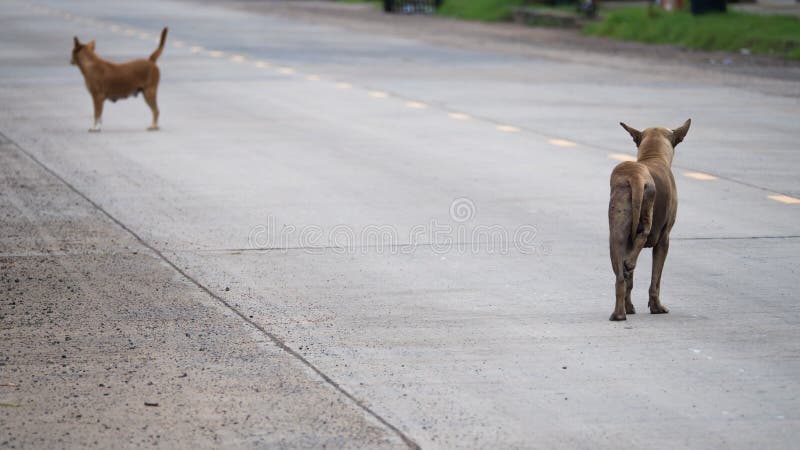 Back of Stray Dog Standing stock photo. Image of adorable - 103171086