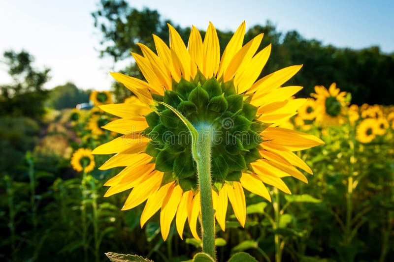 Back of sunflower stock image. Image of closeup, bright - 100841813