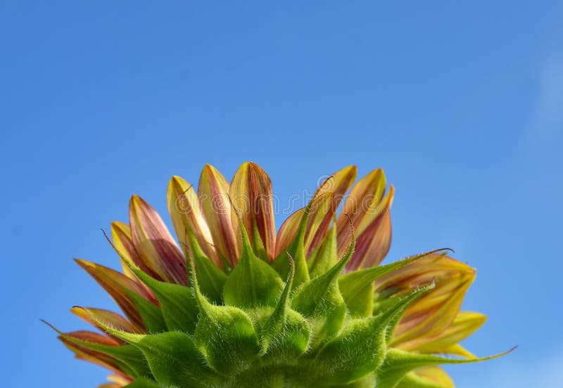 Back of Sunflower Close Up with Blue Sky Stock Photo - Image of back ...