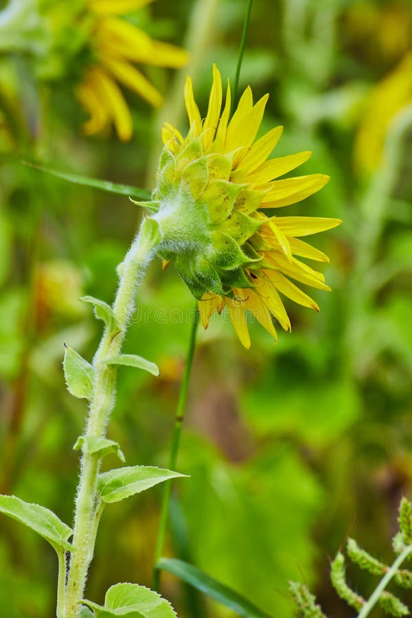 Back of Sunflower in Detail Vertical Stock Image - Image of garden ...