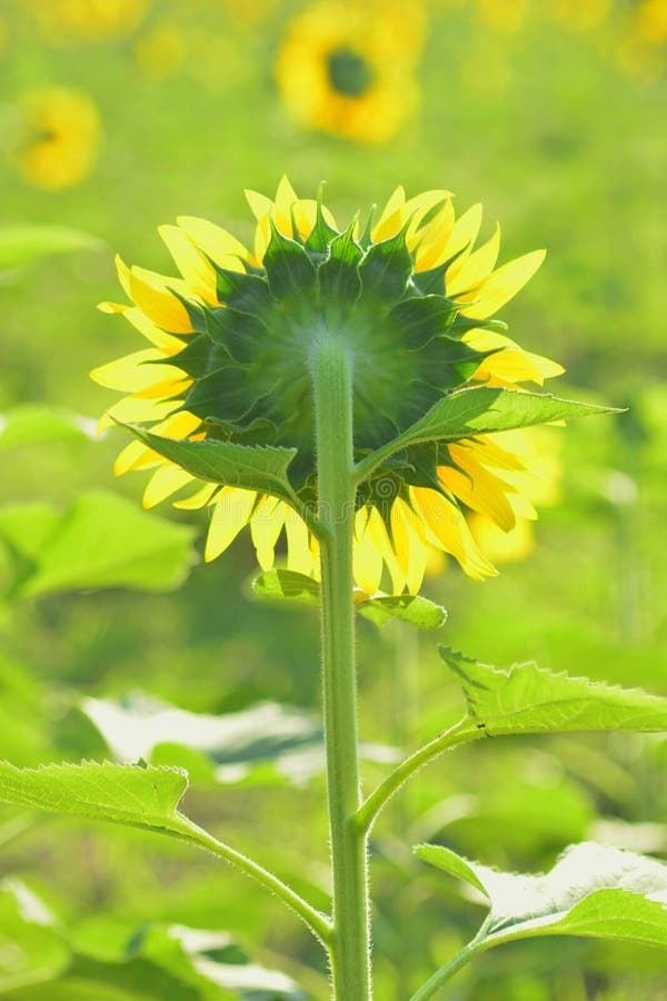 Back of Sunflower in the Garden. Stock Image - Image of plant, crop ...