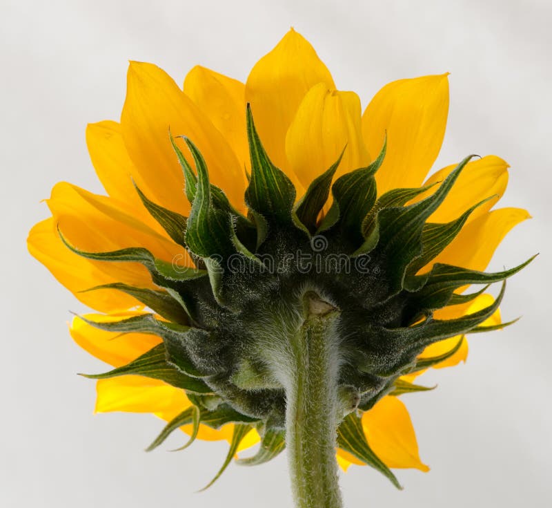 Sunflower with leaves. stock image. Image of isolated - 111447619