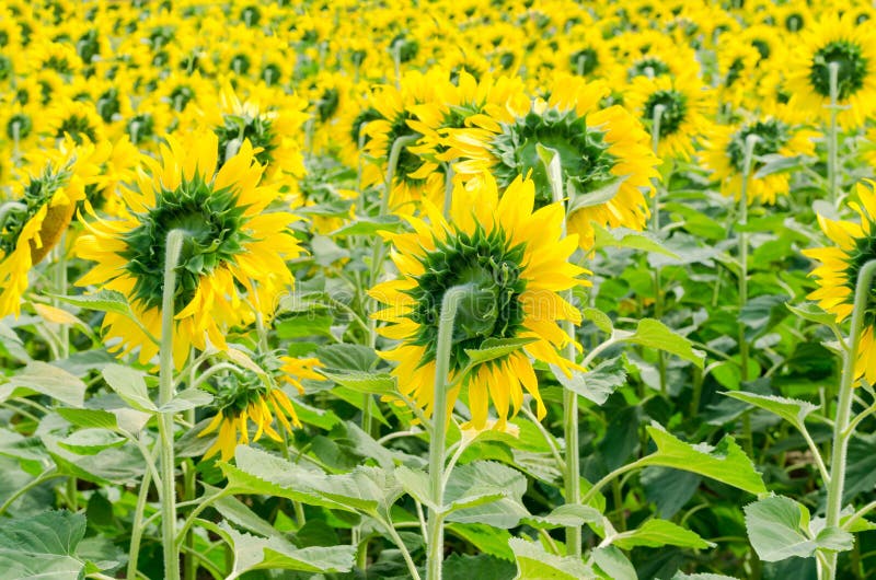 Sunflower stem in the farm stock image. Image of grow - 134267969