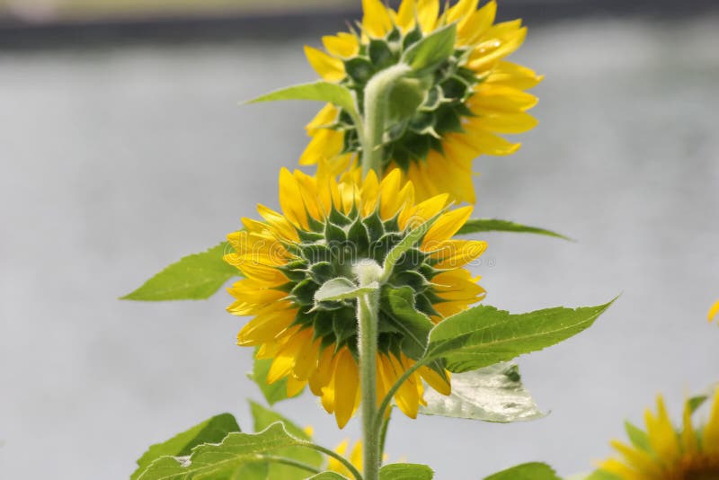 Back sunflowers stock image. Image of natural, clear - 87667797