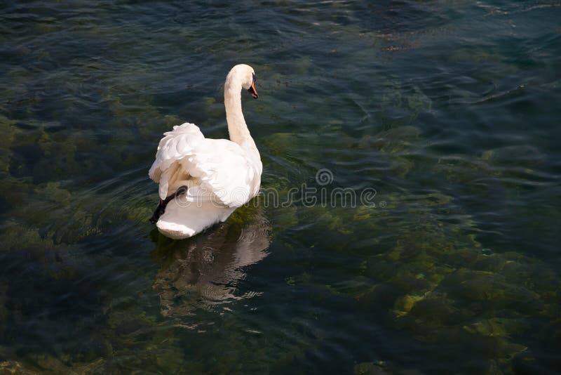 The back of a swan stock image. Image of sunrise, animals - 38259683