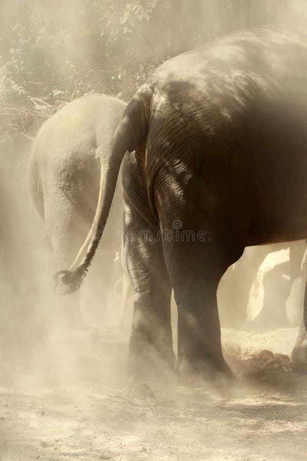Back and Tail of an Elephant ,in a Dry Dusty Place ,in a South East ...