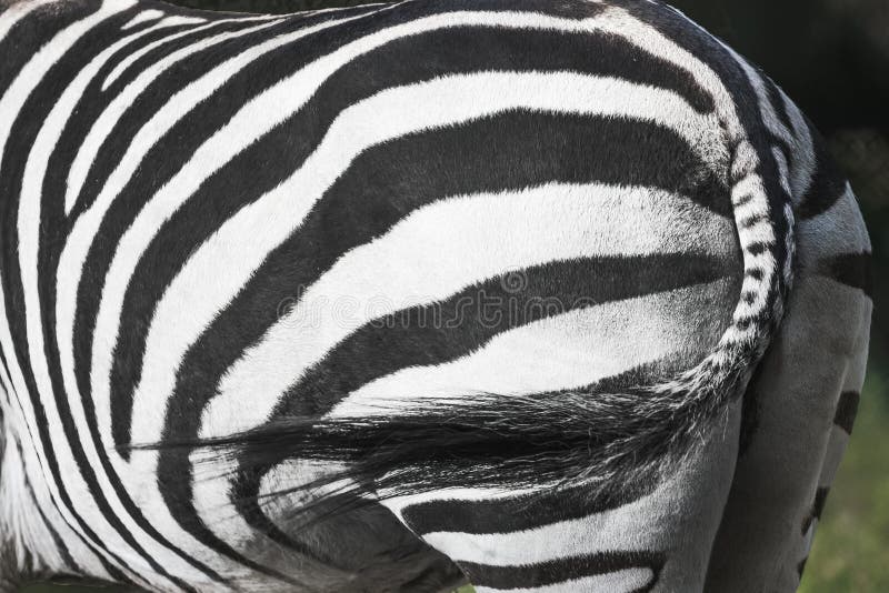 Back and Tail of a Grant Zebra Stock Photo - Image of croup, biology ...