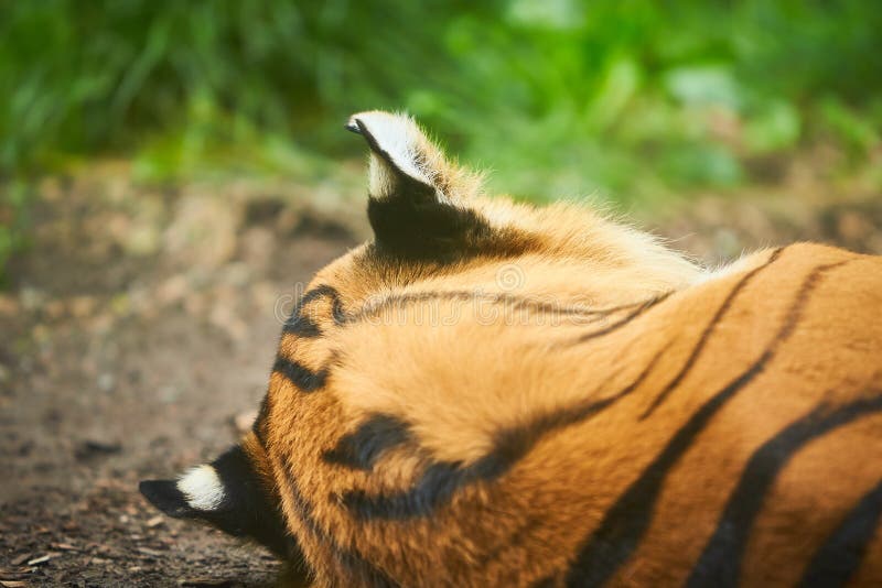 The Back of the Tiger Head Lying on the Ground. Stock Photo - Image of ...