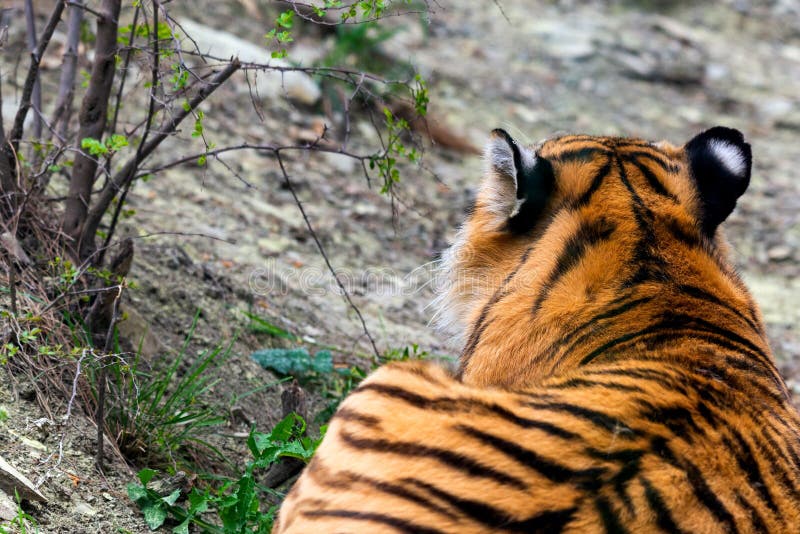 The Back of the Tiger Lying on the Ground Stock Photo - Image of winter ...