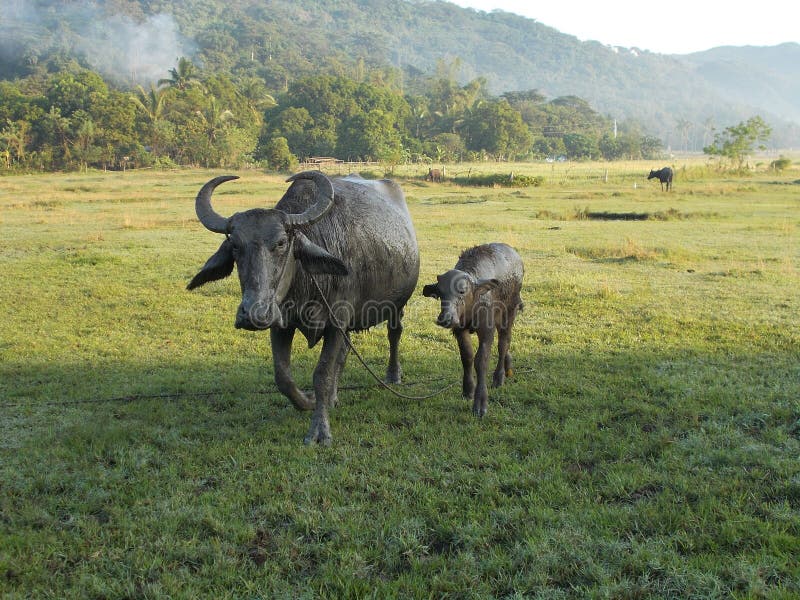 Back to back cattles stock photo. Image of ecosystem - 66252222