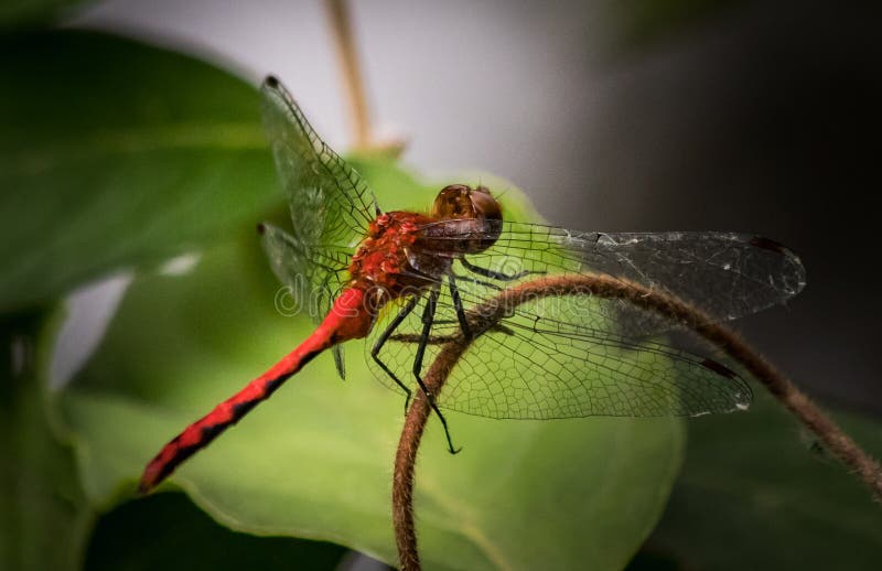 A Ruby Meadowhawk Dragonfly Faces Toward the Water Stock Image - Image ...