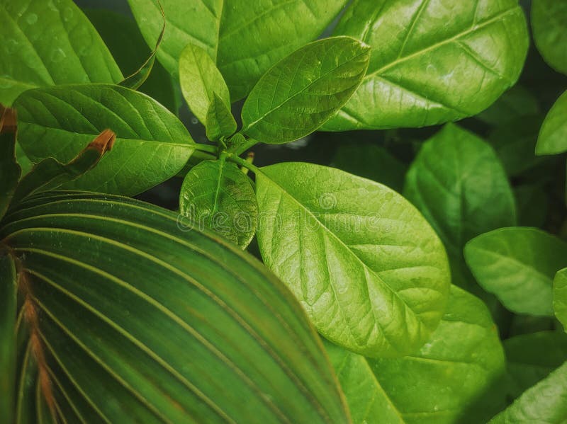Back to Green stock image. Image of harvest, green, tree - 267188015