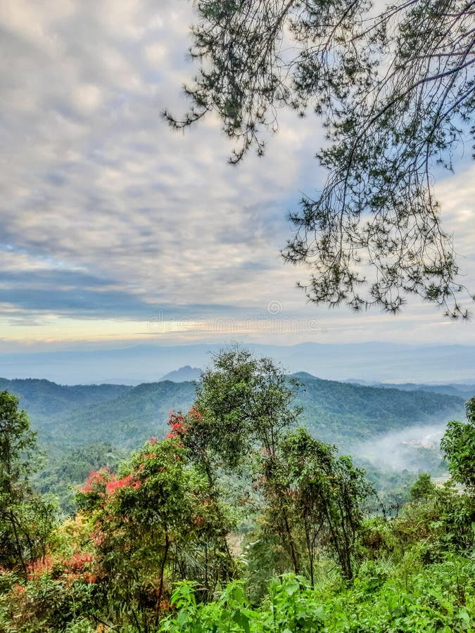 The shady forest stock image. Image of shady, flower - 211533227