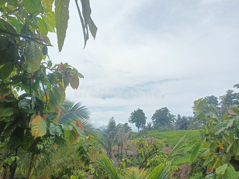 Back to Nature stock image. Image of back, forest, nature - 214517151