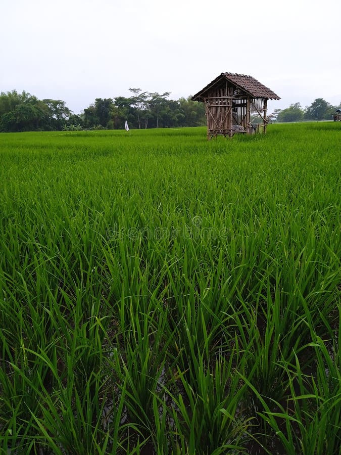 Back to nature, make fresh stock photo. Image of clear - 261922228