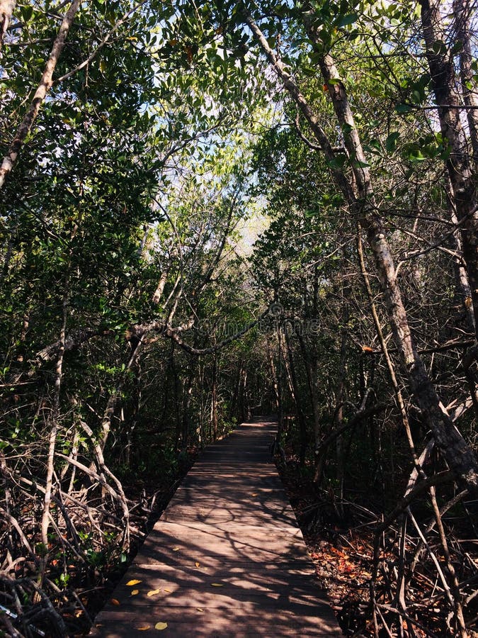 Back to nature stock image. Image of green, refresh - 209774787