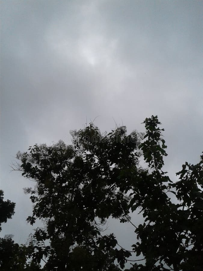 Tree stock photo. Image of green, nature, tree, back - 137480072