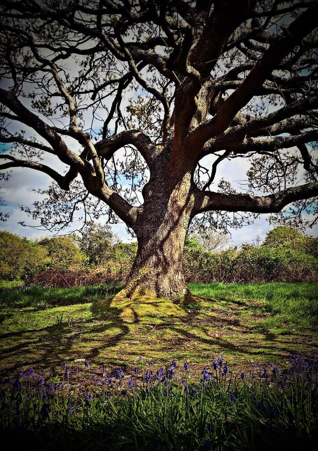 Back to our roots stock photo. Image of twigs, forest - 173239284