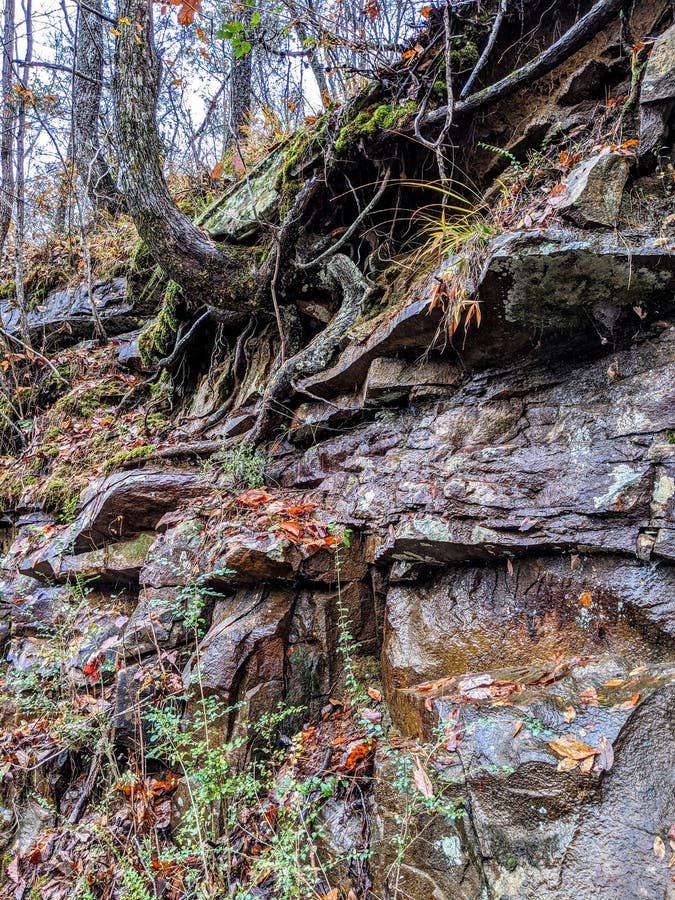 Back to the Roots stock photo. Image of leaves, forest - 175238820