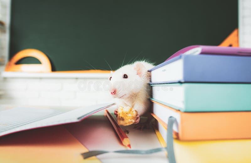 Back To School. Education, Science Concept with Rat. Stock Image ...