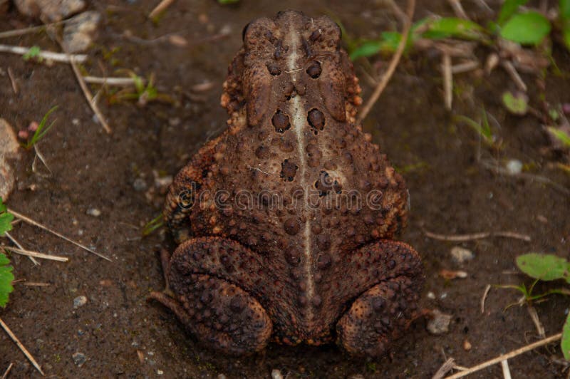 The back of a Toad stock photo. Image of brown, body - 309644360