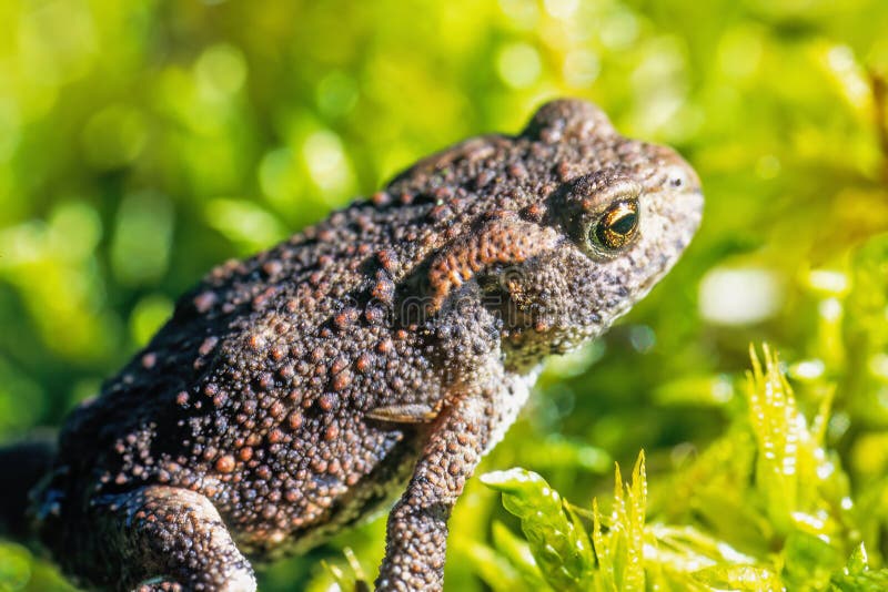 Back of a Toad Sitting on Green Moss in the Sunshine Stock Image ...