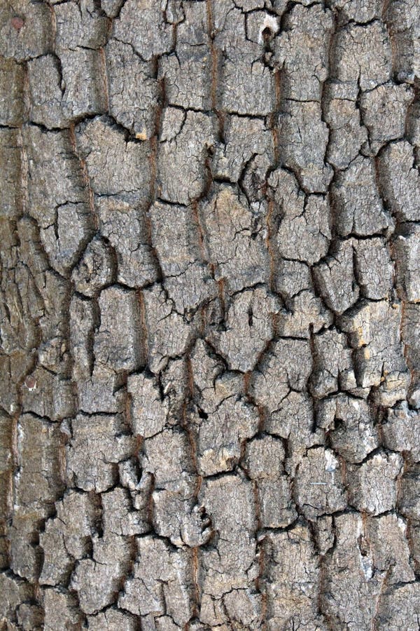 Back tree textura stock photo. Image of tree, background - 92966558