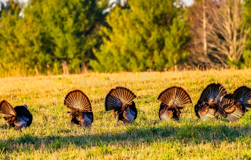 Small turkeys stock photo. Image of chicks, flock, pecking - 31917464