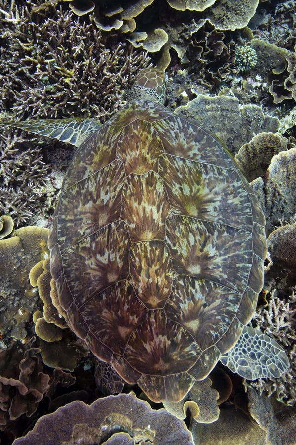 Back of turtle stock image. Image of underwater, komodo - 168727759