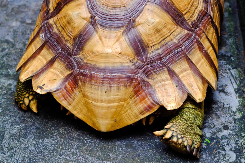 The back of the turtle stock image. Image of pattern - 82862997