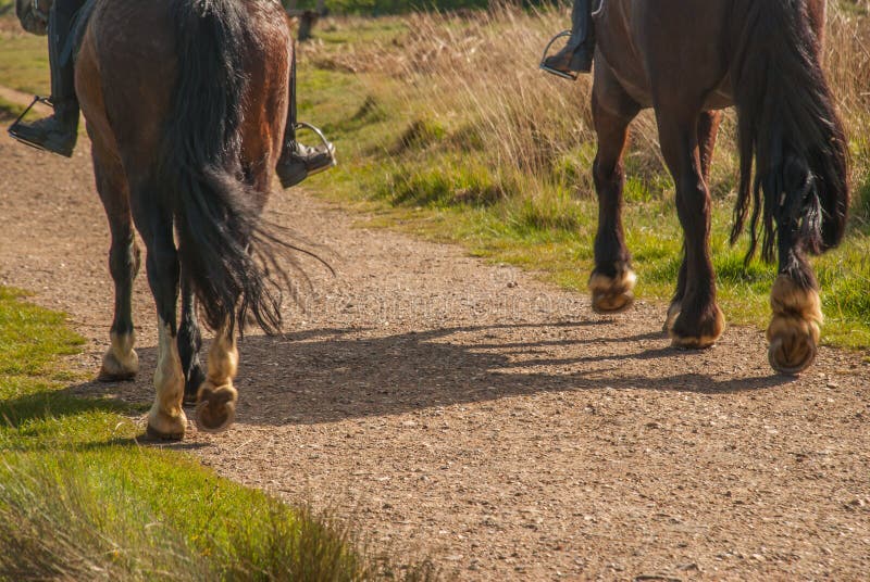 The Back of Two Horses Walking on the Sidewalk in the Richmond Park ...