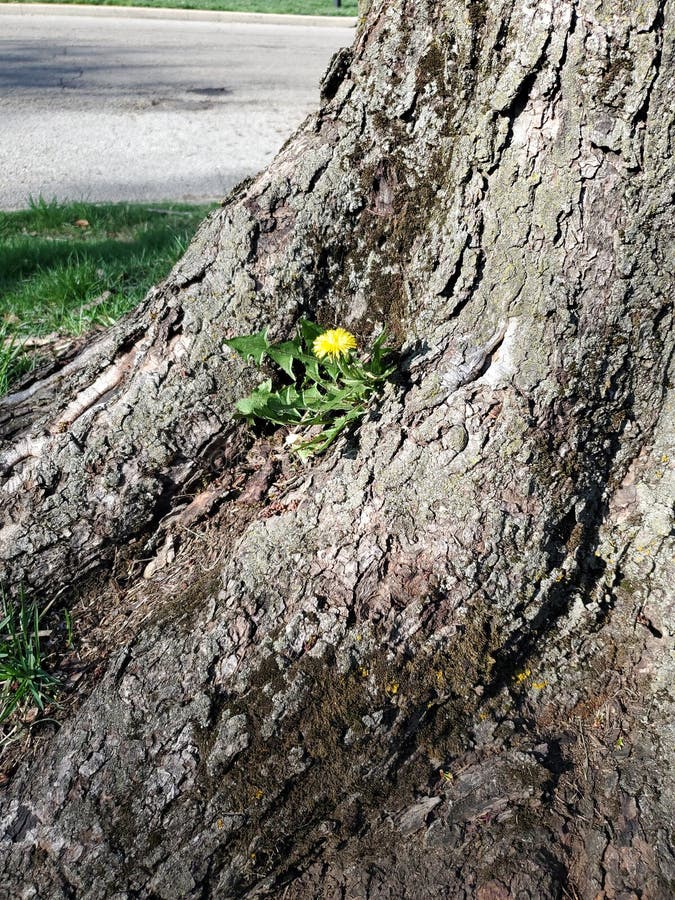 Back up daffodil stock image. Image of flower, woodland - 219470877