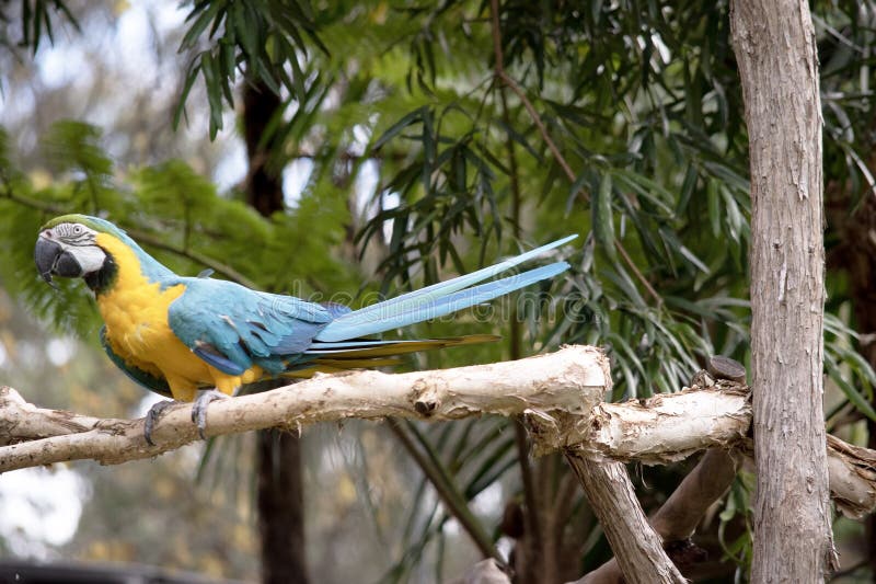 This is a Side View of a Blue and Gold Macaw Stock Photo - Image of ...