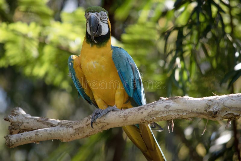The Blue and Gold Macaw is Perched on a Branch Stock Image - Image of ...