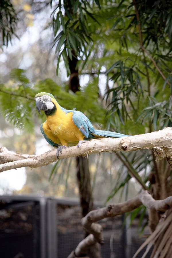 The Blue and Gold Macaw is Perched on a Branch Stock Photo - Image of ...