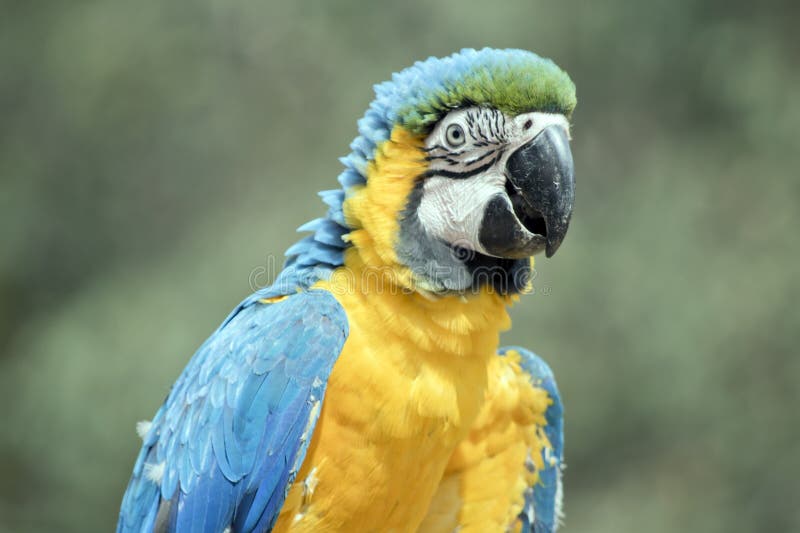 This is a Close Up of a Blue and Gold Macaw Stock Image - Image of ...
