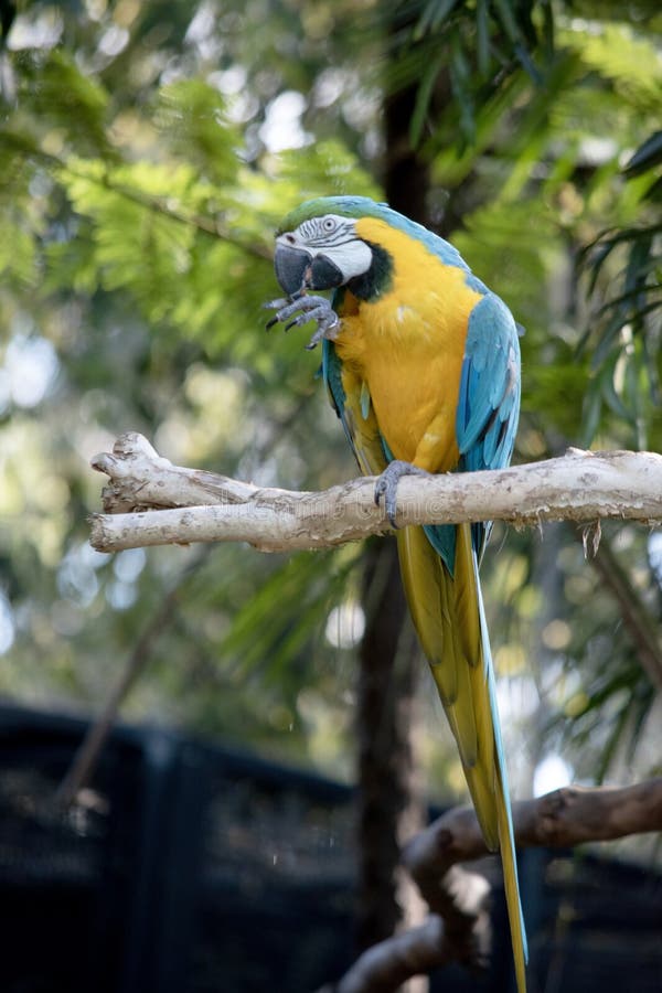 The Blue and Gold Macaw is Eating a Nut Stock Image - Image of ...