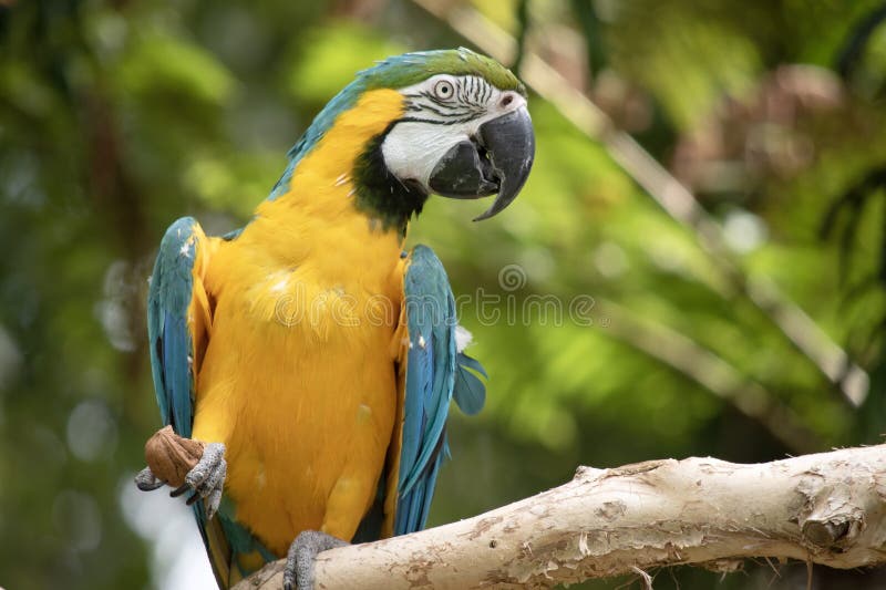 This is a Close Up of a Blue and Gold Macaw Stock Image - Image of ...
