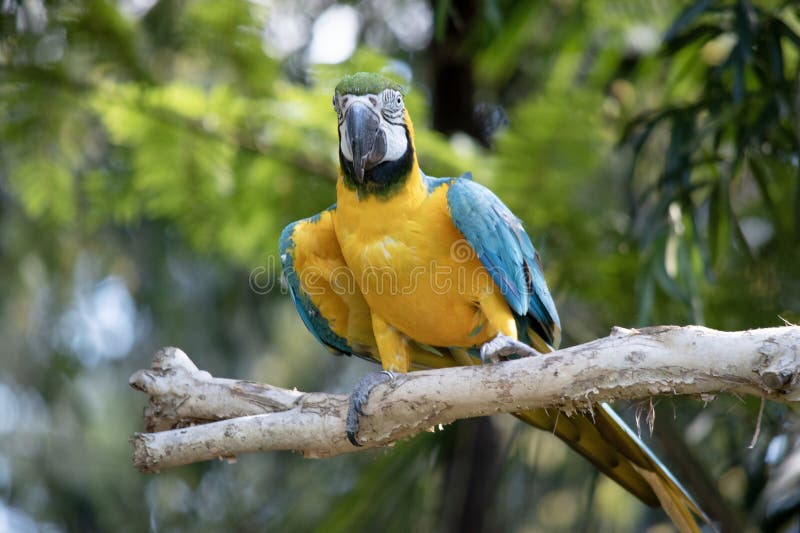The Blue and Gold Macaw is Perched on a Branch Stock Photo - Image of ...