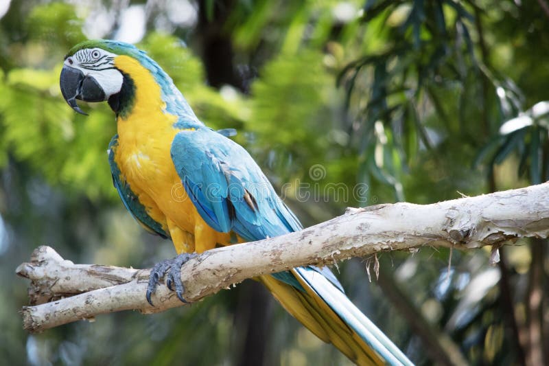 This is a Side View of a Blue and Gold Macaw Stock Photo - Image of ...