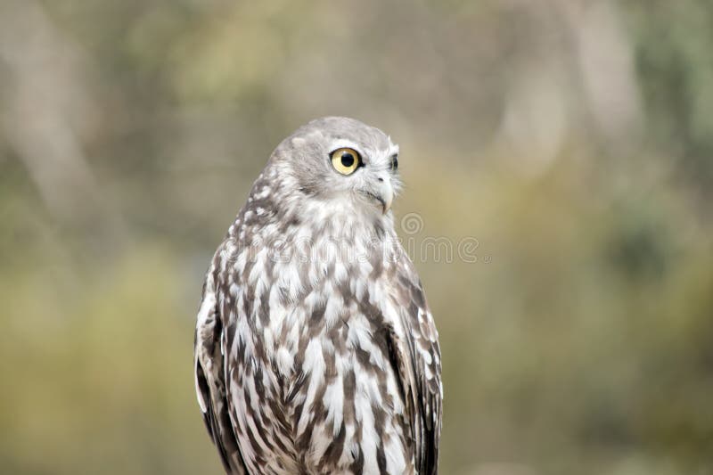 This is a Close Up of a Barking Owl Stock Image - Image of bird, raptor ...