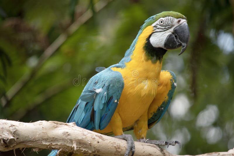 This is a Close Up of a Blue and Gold Macaw Stock Photo - Image of ...