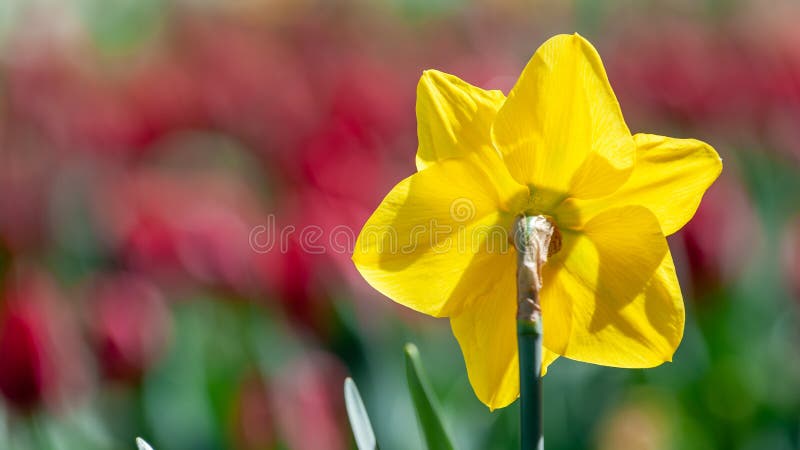 Adaffodil Flower Stock Photos - Free & Royalty-Free Stock Photos from ...
